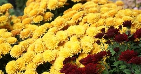 The Flower Bin How To Prune Garden Mums