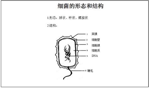 细菌结构 维典百科