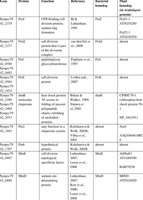 Genes Involved In Cell Division By The Example Of Synechococcus Sp Pcc