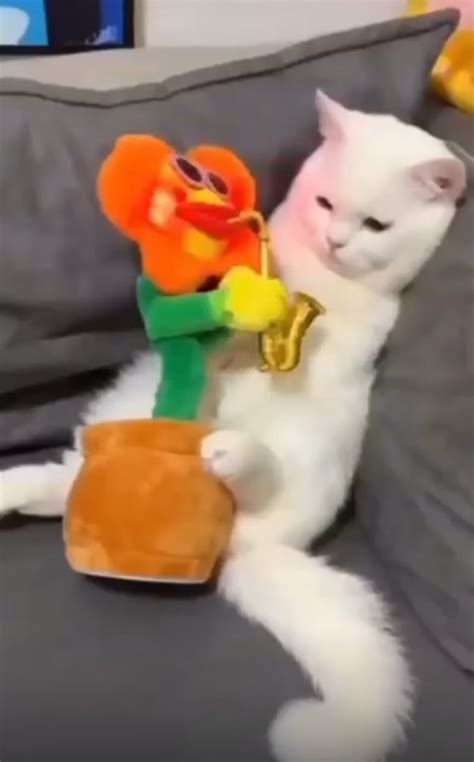 Romantic 💝 R Catmemes