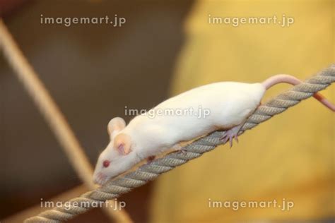 ハツカネズミの写真素材 24451338 イメージマート