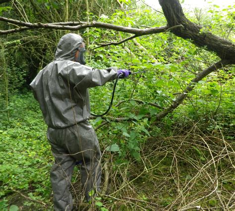 Do You Have To Report Japanese Knotweed In Your Garden 2025 Japanese