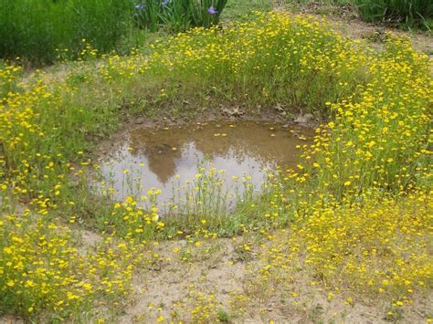 Ephemeral Wetlands Noredafri
