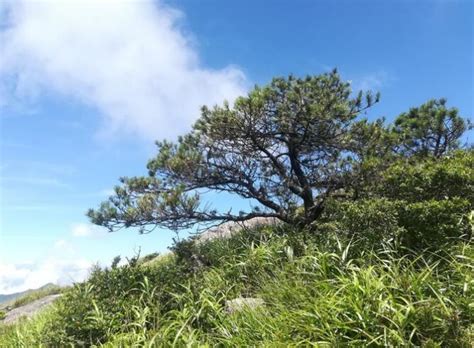 浙江龙泉黄茅尖 行走在路上