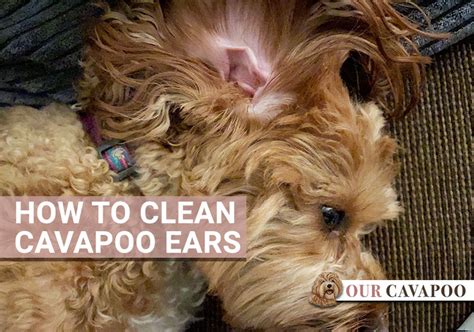 How To Clean Cavapoo Ears Step By Step Methods