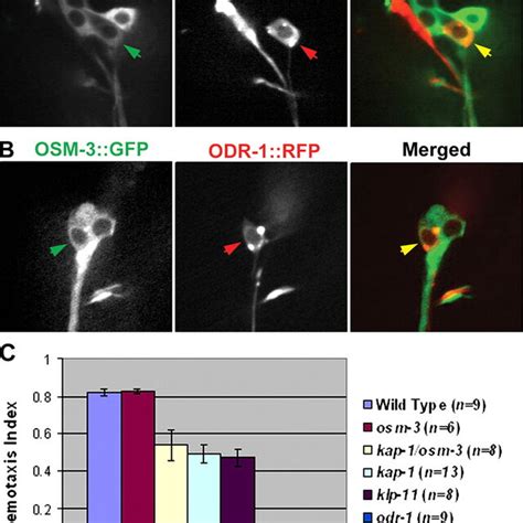 Expression And Function Of Kinesin Ii And Osm 3 Kinesin In Awc Neurons
