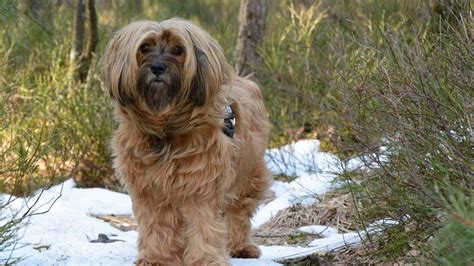 Tibetan Terrier Grooming Haircut Styles With Pictures And More
