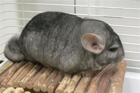 Types Of Chinchilla Breeds And Their Characteristics