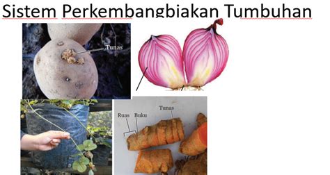 Materi Perkembangbiakan Pada Tumbuhan Angiospermae Ipa Kelas 9 Smpmts