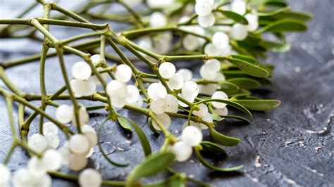 Mistletoe Plant Poison Top Retailers Th
