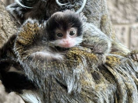 Bearded Tamarin Emperor Tamarin Saguinus Imperator Imperator Joel