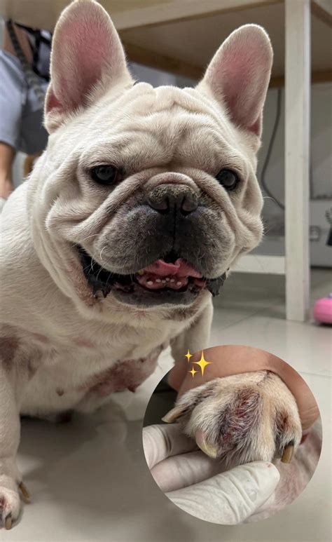 โรงพยาบาลสัตว์พนาลัย Panalai Veterinary Hospital 🧴🐶🦴interdigital