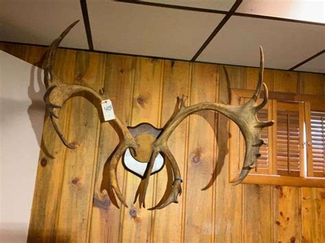 Nice Alaska Caribou European Mount Davies Auction Service Llc