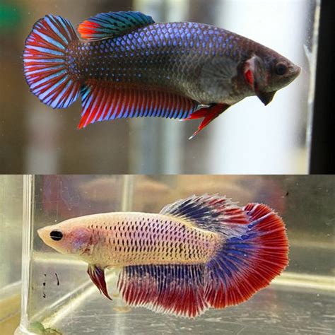 Female Betta Types 12 Types Of Betta