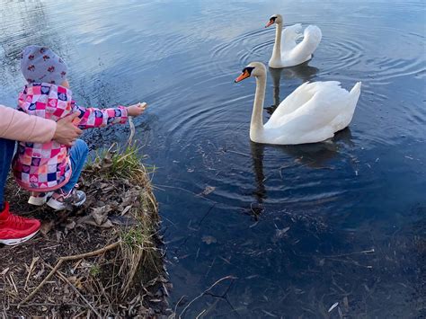 Unge Matning Vit Svan Från Hand I Stad Parkera Svan På Vatten Foder En Fåglar I Park Strand Av