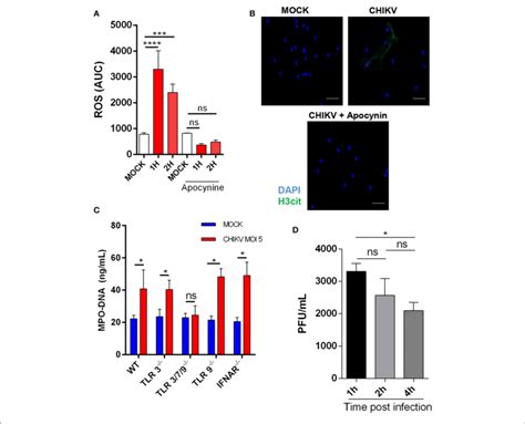 Chikv Triggers Tlr7 And Ros Dependent Netosis A Production Of Ros