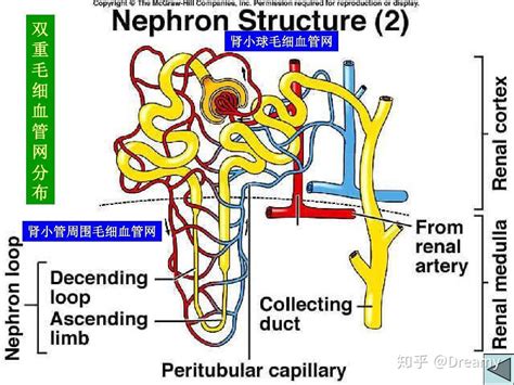 管周毛细血管包绕在肾小管周围，为什么毛细血管内血压低，血管内胶体渗透压高，有利于肾小管的重吸收呢？ 知乎