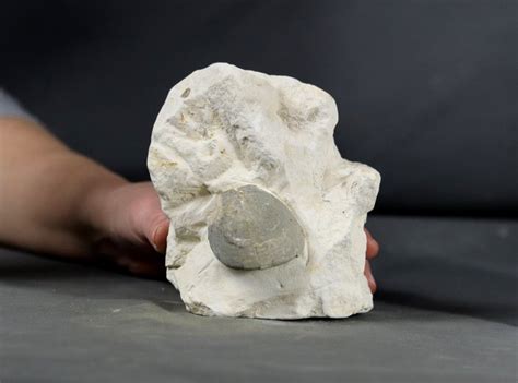 Un Fino Equinoide Fósil Natural En Matriz Animal Fosilizado