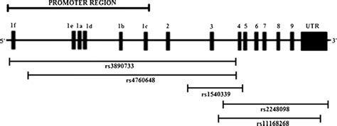 Vdr Gene Structure Untranslated Exons 1a 1f And Protein Encoding Exons