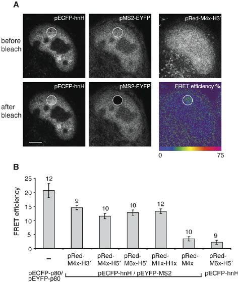 Detection Of Hnrnp H Binding To Its Rna Binding Site By Fret A
