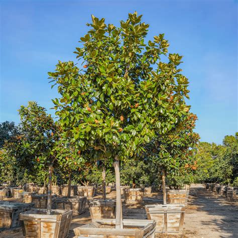 Southern Magnolia Flowering Trees Moon Valley Nurseries