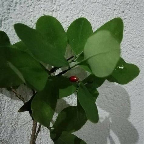 Bracelet Erythroxylum Havanense Plant Care And How To Grow Water