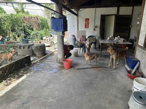 自家狗被攻擊憤而檢舉 卻連同其他3人遭罰近28萬 蕃新聞
