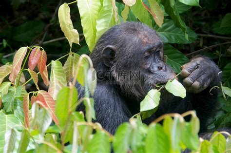 野外的黑猩猩高清摄影大图 千库网