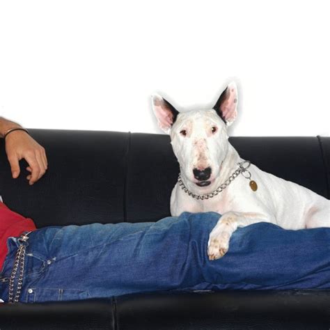 The Differences Between Boxers And Pit Bulls Cuteness