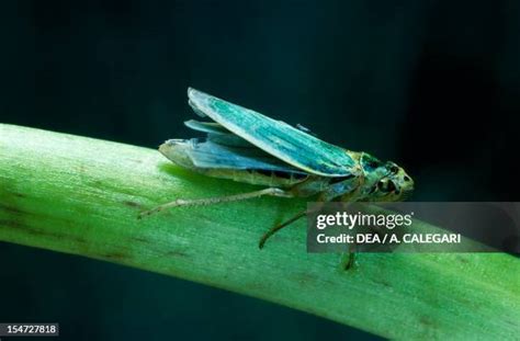 Green Leaf Hopper Photos And Premium High Res Pictures Getty Images