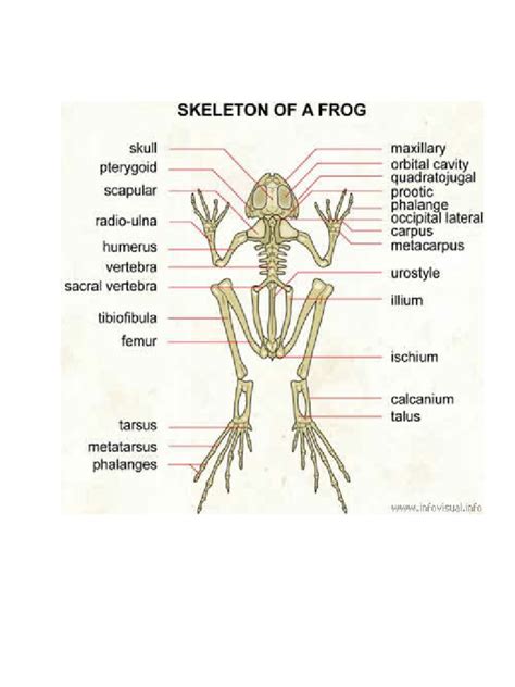Frog Bones Pdf