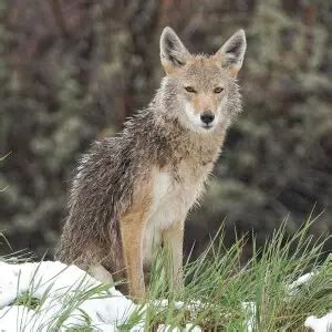 Datos De Coyote Dieta Hábitat E Imágenes En Animaliabio