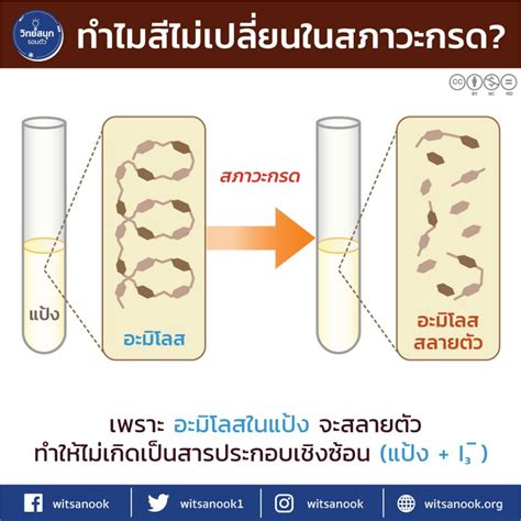 ความลับของแป้งและไอโอดีน วิทย์สนุกรอบตัว