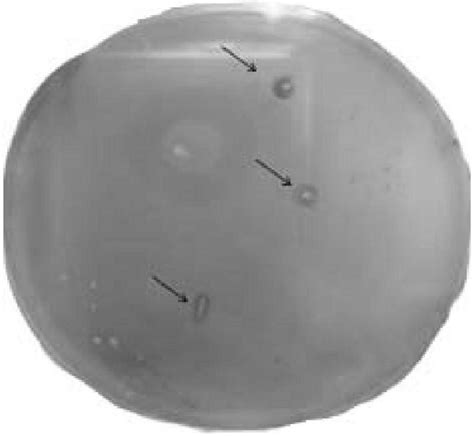 Method For Rapidly Screening Bacteriocin Producing Microorganisms