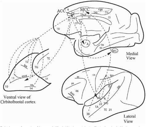 Figure 8 1 From The Anterior And Midcingulate Cortices And Reward Semantic Scholar