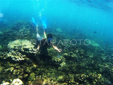 WISATA BAWAH LAUT TANJUNG LESUNG ANTARA Foto