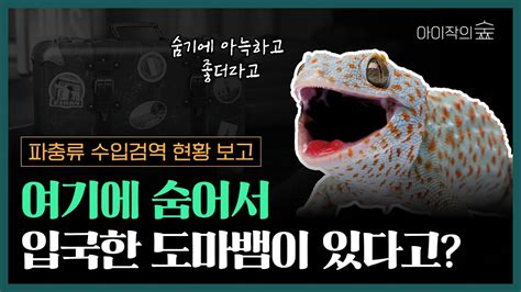 파충류 수입검역 6개월차 게코 전문 수입업자로 환경부 다녀왔습니다 Youtube