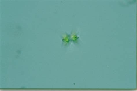 Protist Image Database