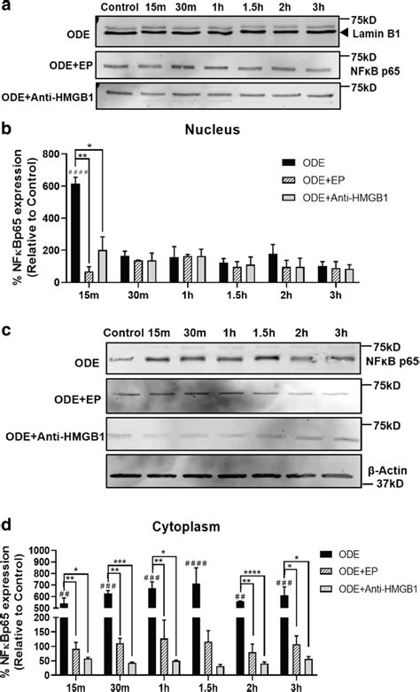 Treatment With Ep Or Anti Hmgb1 Neutralizing Antibody Decreases Nf Kb Download Scientific