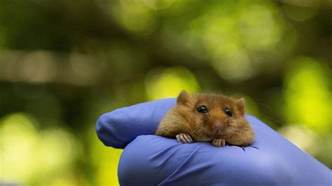 Hazel Dormice Reintroduced Into Derbyshire Woodland