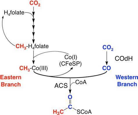 Figure 1 1 From Synthesis And Reactivity Of Acetyl Coenzyme A Synthase Active Site Analogues