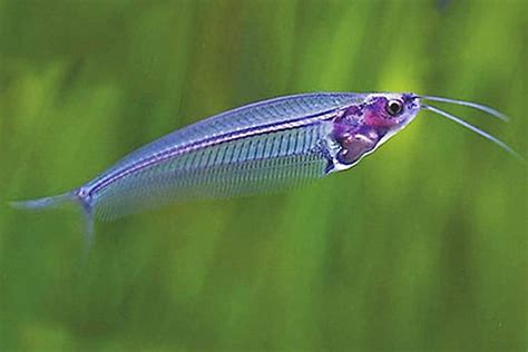 Ghost Glass Catfish Detailed Guide Care Diet And Breeding Shrimp