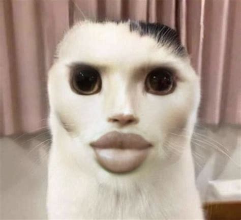 Cats Xnxx Adult Forum