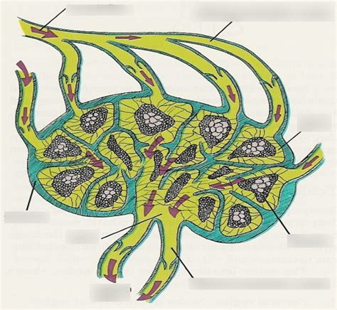 lymph node structure diagram quizlet