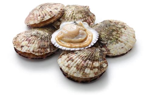 Raw Scallops Opened Shell Stock Image Image Of Coquilles 76853601