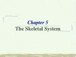 PPT Chapter 5 The Skeletal System PowerPoint Presentation Free Download ID 745746