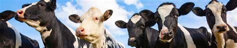 Chlorine Free Kersia Farm Hygiene