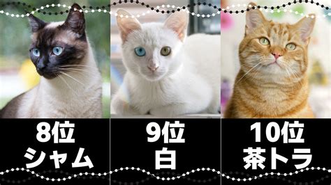 【グレー猫・グレー白猫の特徴】灰色のハチワレも｜毛色で分かる猫の性格 ねこもよ