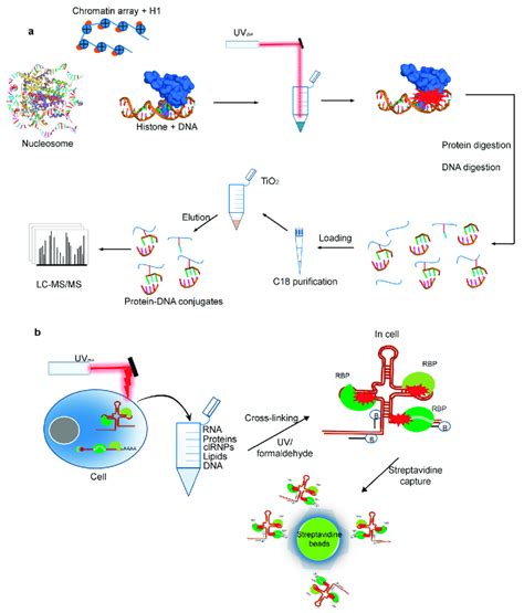 Schematic Outline Of The Clms Technique To Probe Protein Dna Rna Download Scientific Diagram