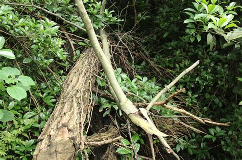 Tree Fallen Free Photo On Pixabay Pixabay